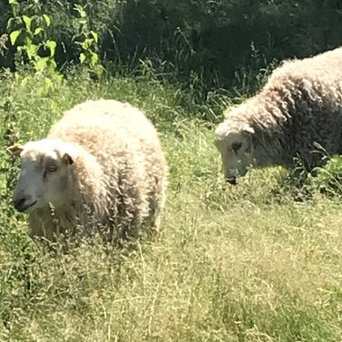 Ull - Pinnsvin Design